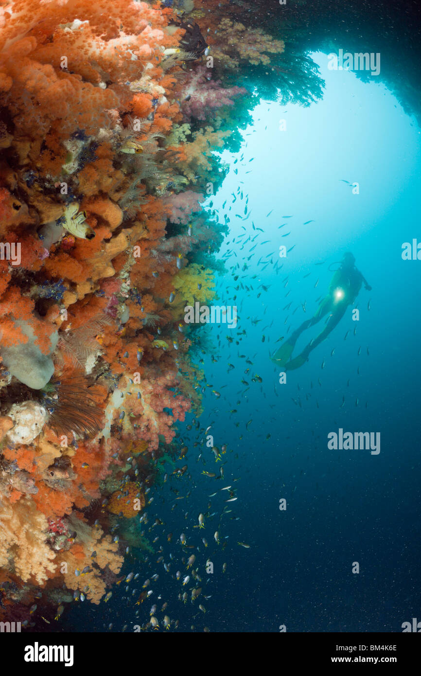 Coloful Corals in Grotto, Raja Ampat, West Papua, Indonesia Stock Photo ...