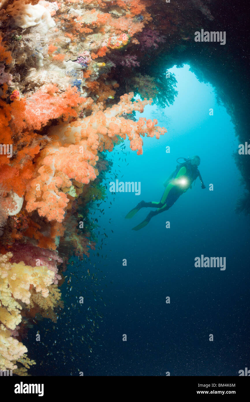 Coloful Corals in Grotto, Raja Ampat, West Papua, Indonesia Stock Photo ...