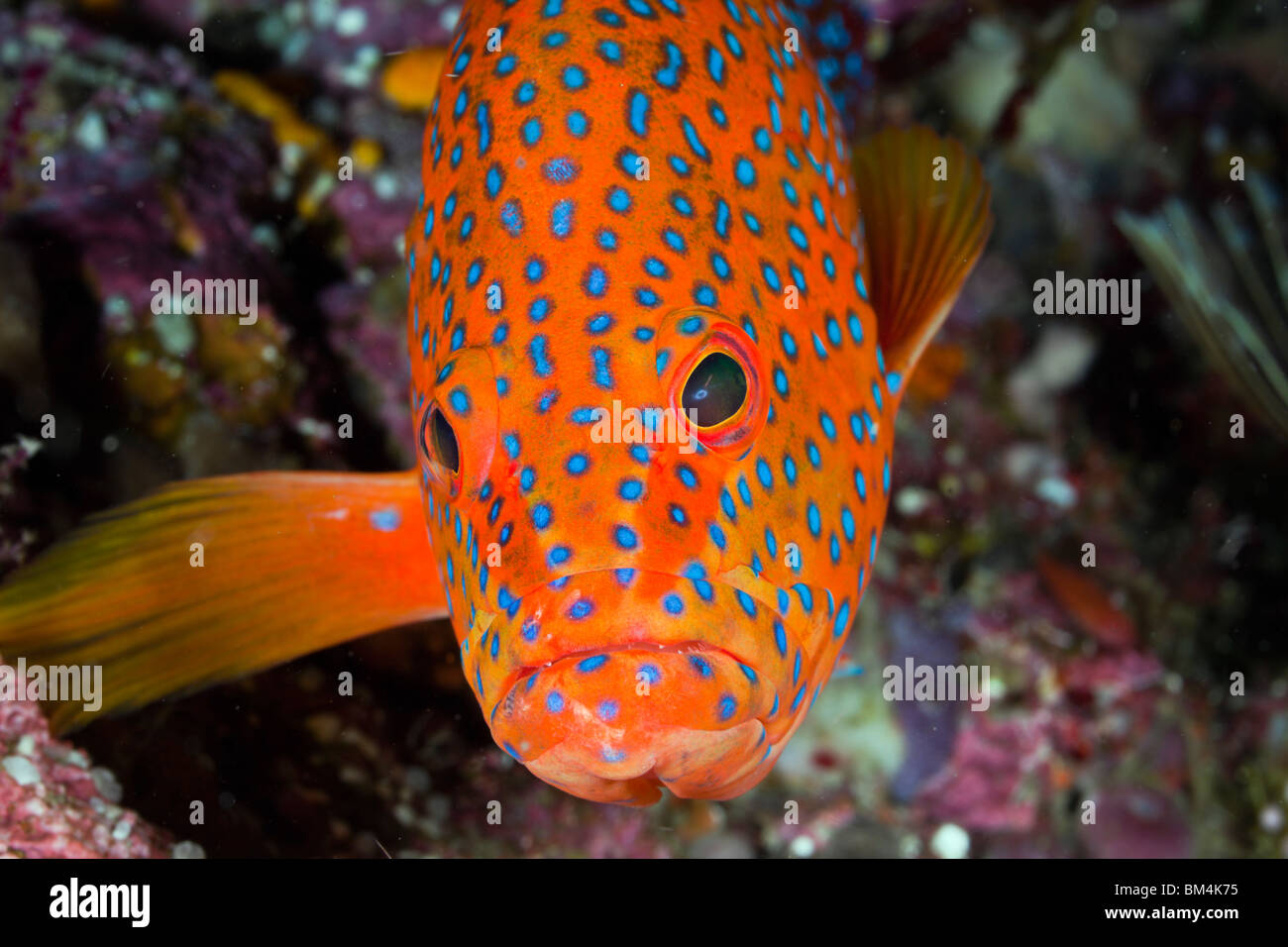 Coral Grouper, Cephalopholis miniata, Raja Ampat, West Papua, Indonesia ...