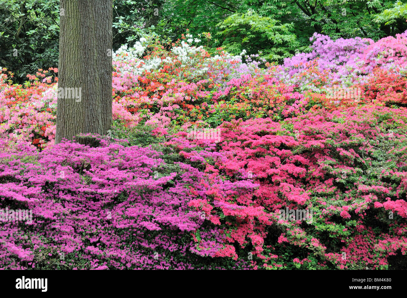 Woodland flowering azaleas hi-res stock photography and images - Alamy