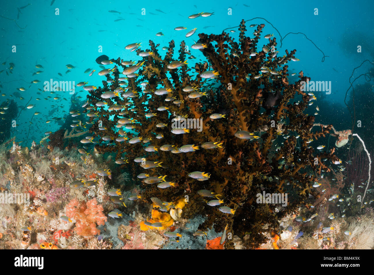 Neopomacentrus sp hi-res stock photography and images - Alamy