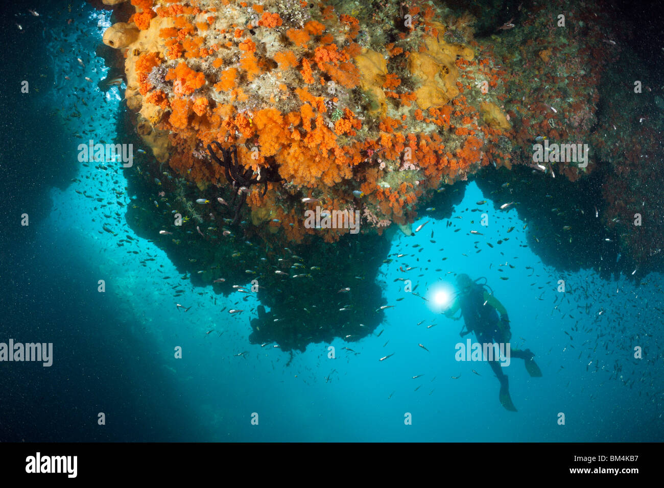 Scuba Diver watching Corals in Grotto, Raja Ampat, West Papua ...