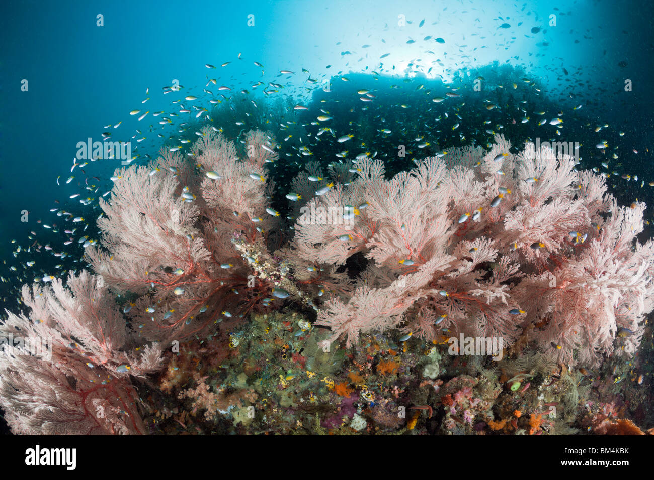 Coral Demoiselle surrounding Seafan, Neopomacentrus sp., Raja Ampat ...