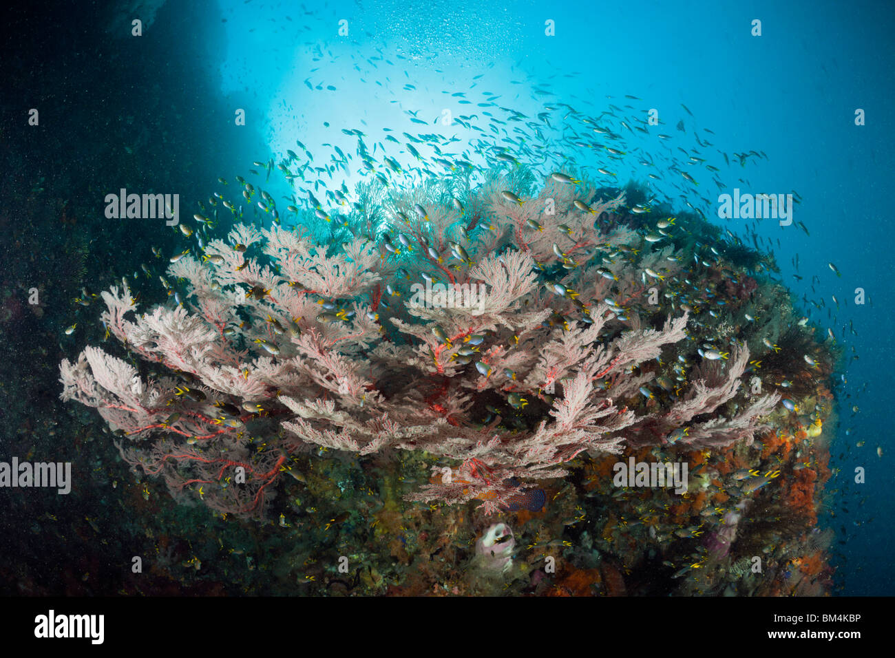 Neopomacentrus sp hi-res stock photography and images - Alamy
