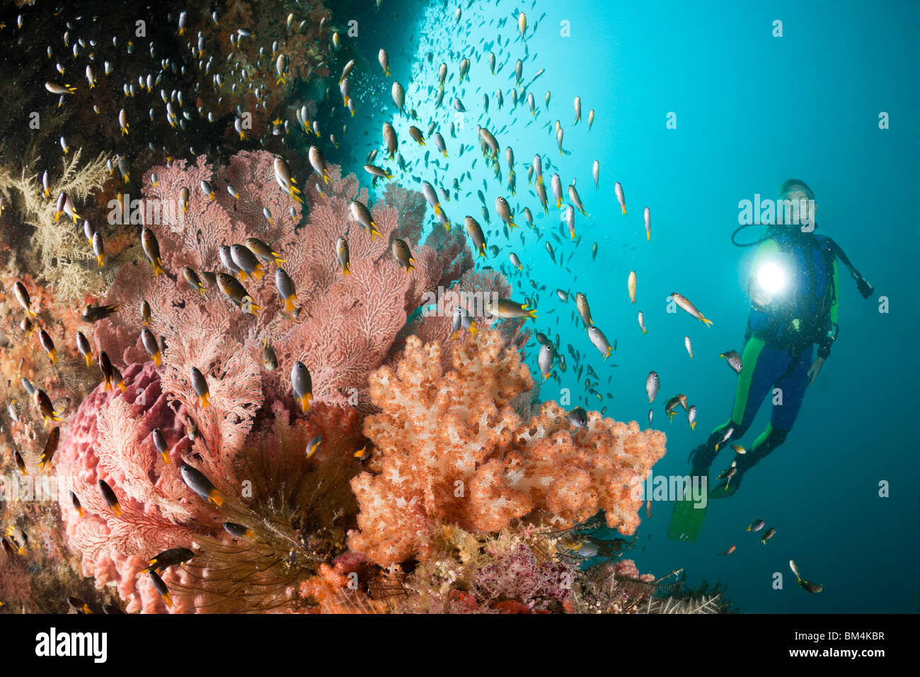 Flashlight fishes hi-res stock photography and images - Alamy
