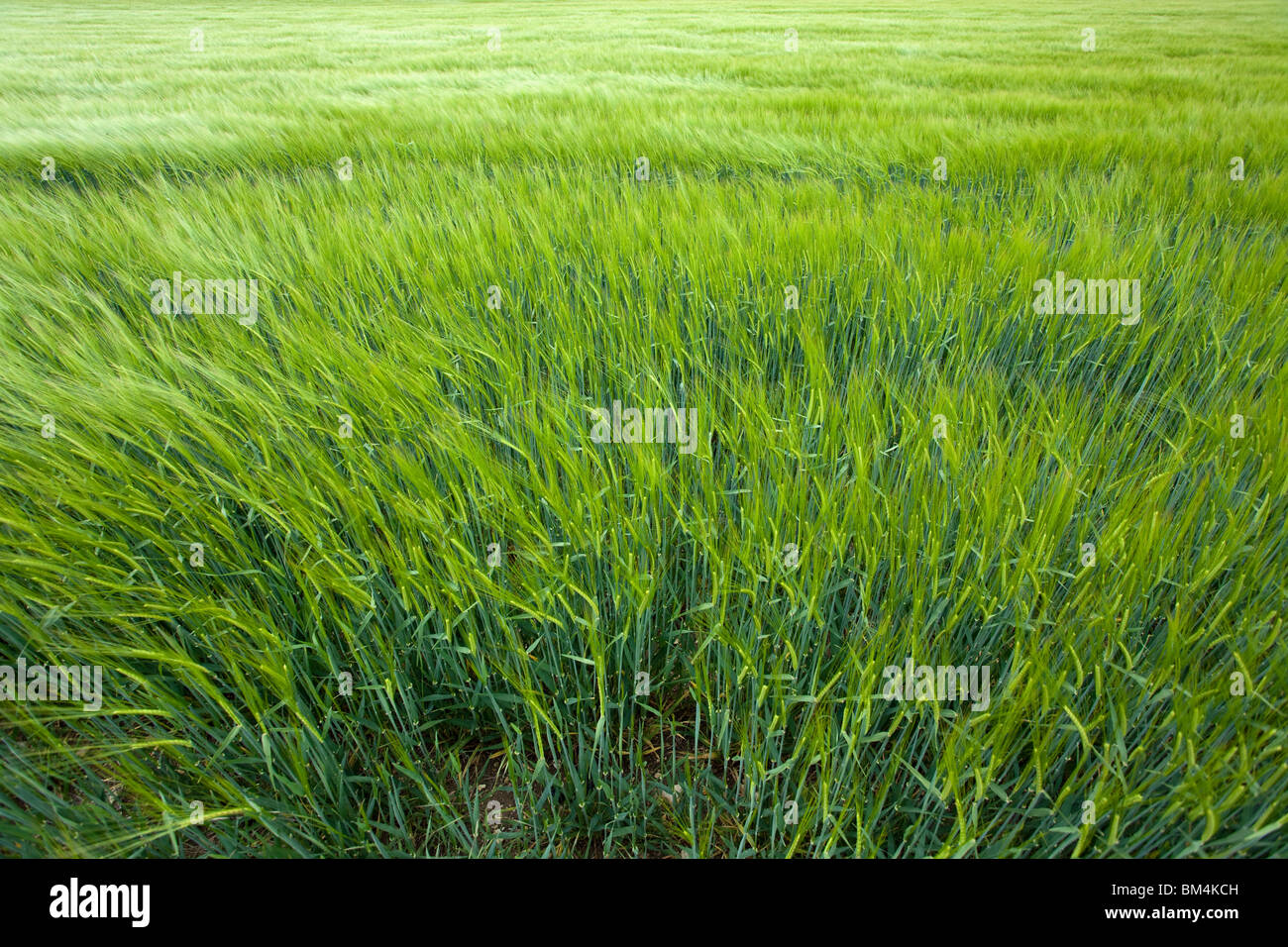 Wide grass field hi-res stock photography and images - Alamy