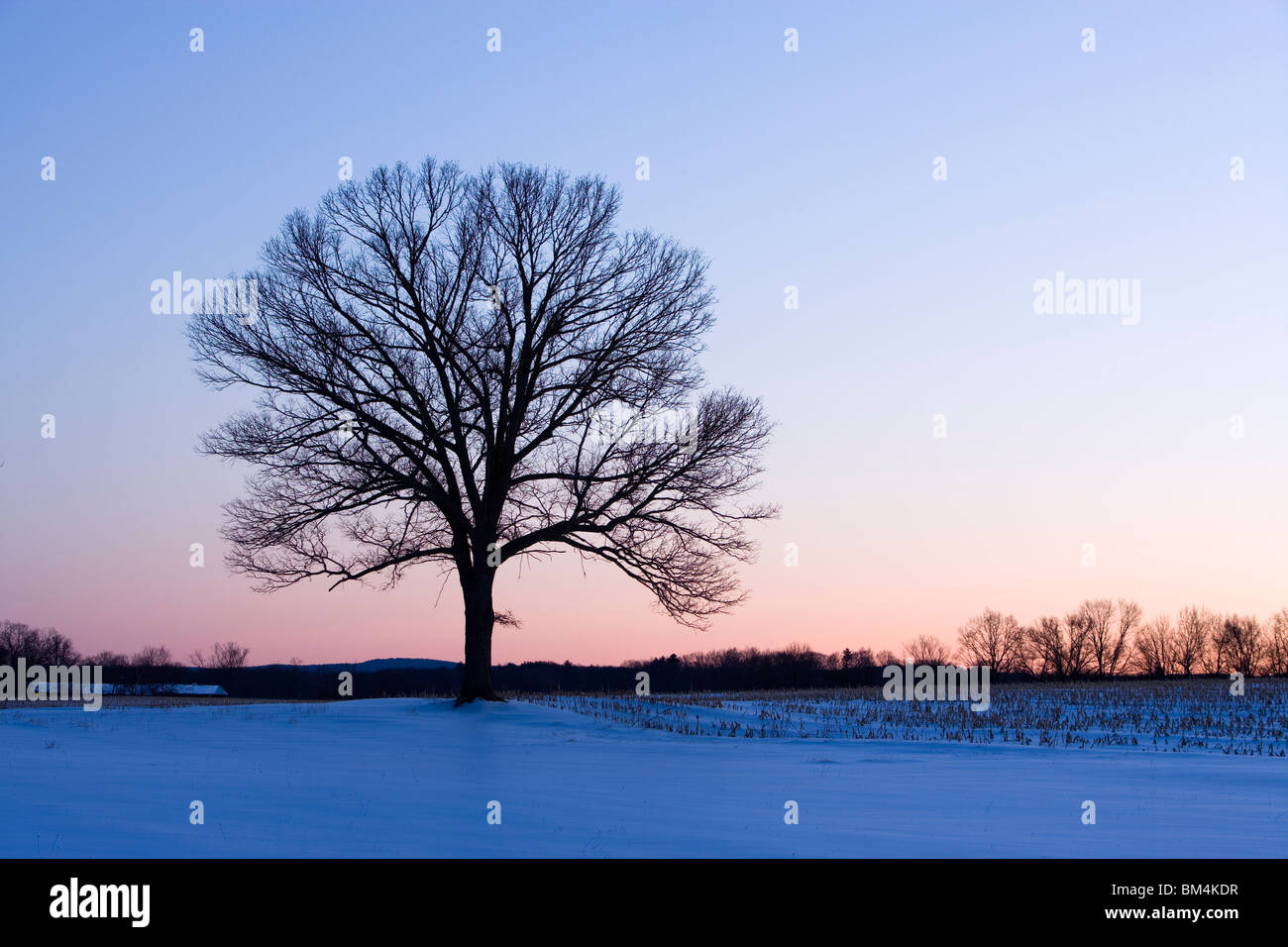 The bare branches of a maple tree in winter silhouetted against a dawn ...