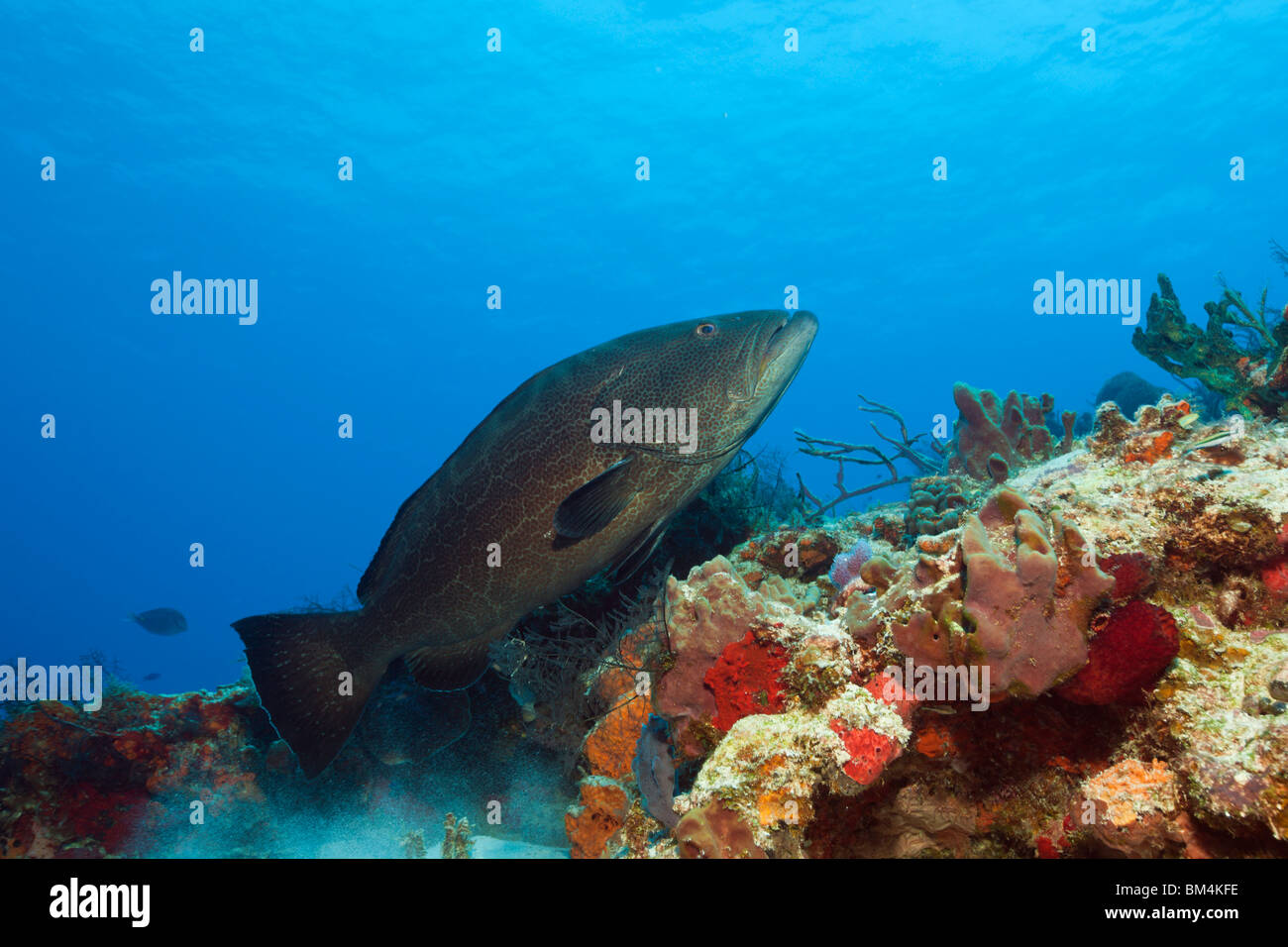 Black Grouper, Mycteroperca bonaci, Cozumel, Caribbean Sea, Mexico ...