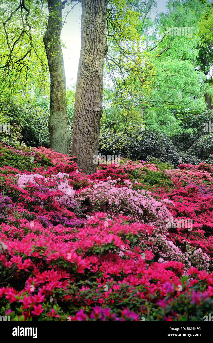 Woodland with flowering Azaleas Stock Photo - Alamy