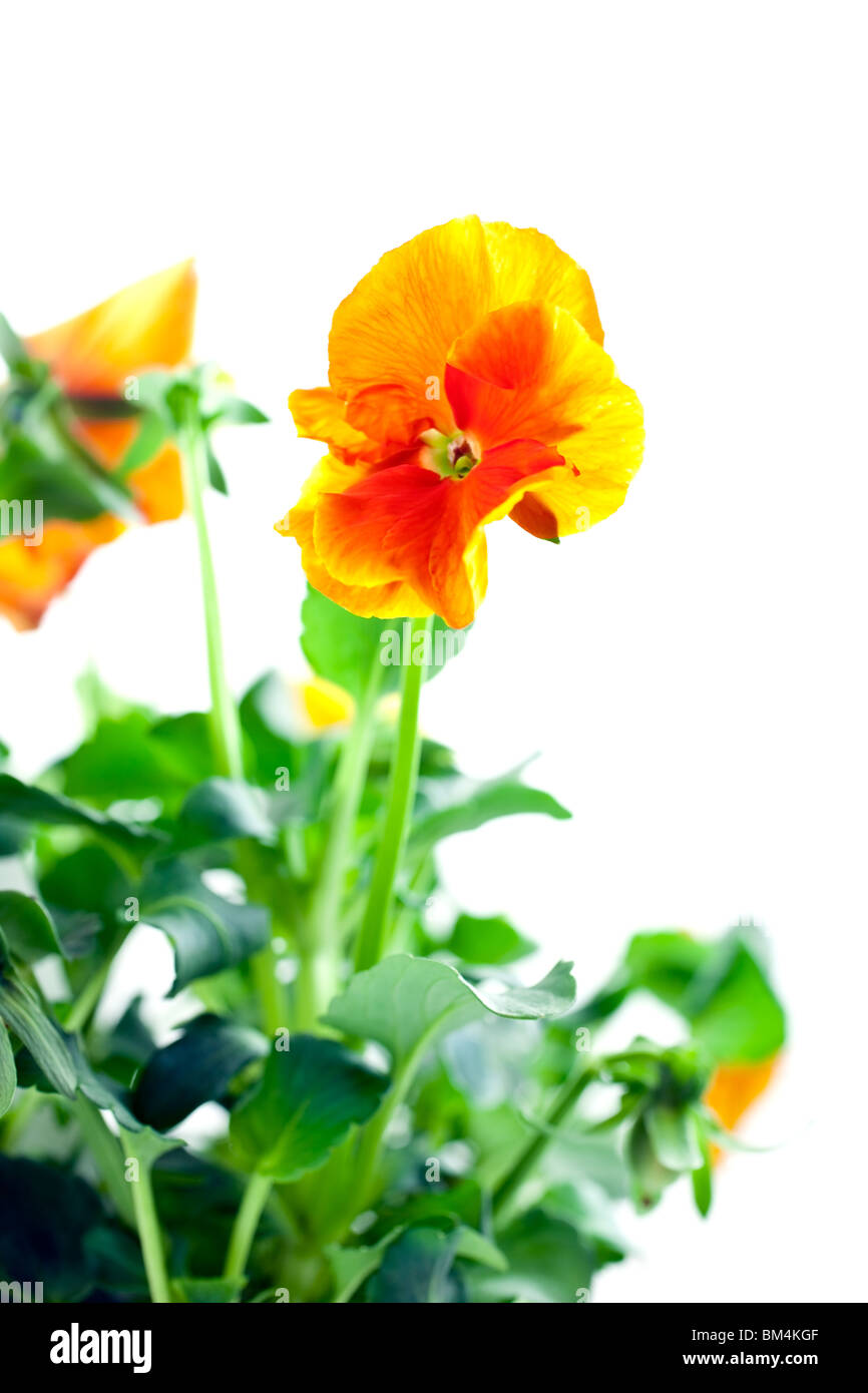 orange pansy's sprout isolated on a white background Stock Photo - Alamy