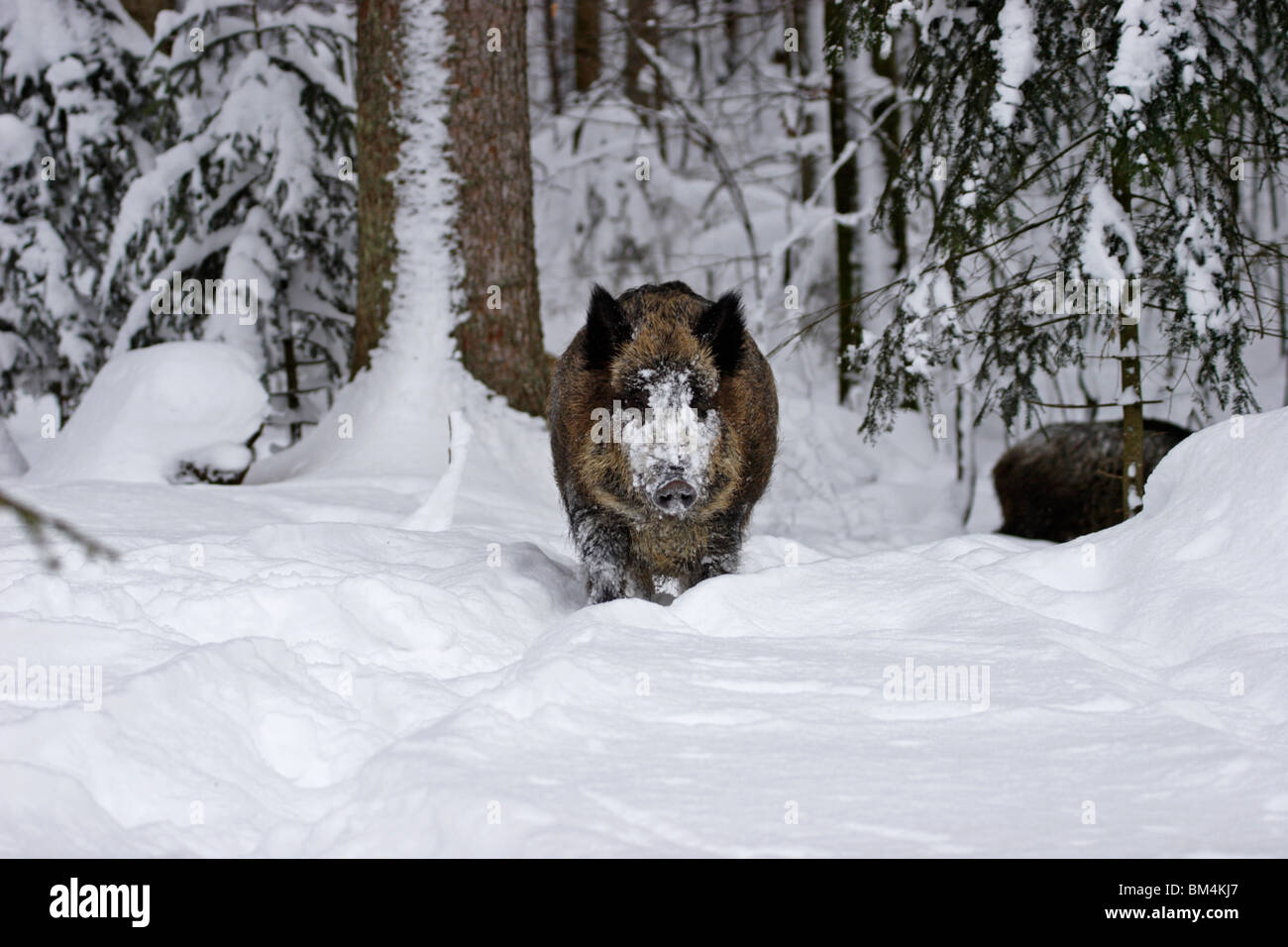 Wildschwein, sus, scrofa, wild, boar Stock Photo - Alamy