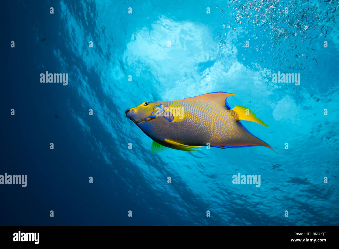 Queen Angelfish, Holacanthus ciliaris, Cozumel, Caribbean Sea, Mexico ...