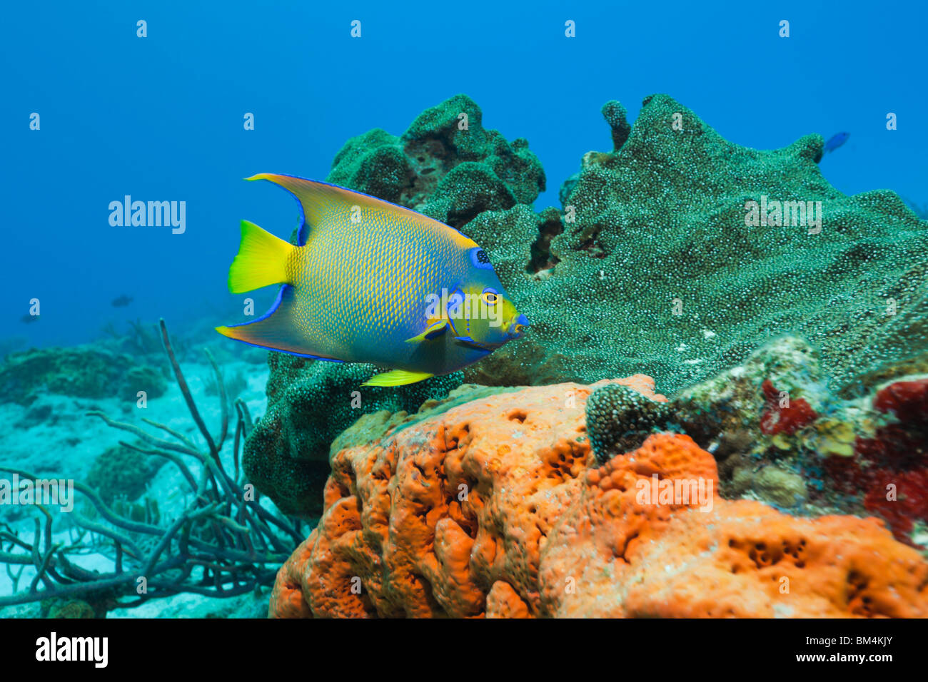 Queen Angelfish, Holacanthus ciliaris, Cozumel, Caribbean Sea, Mexico ...