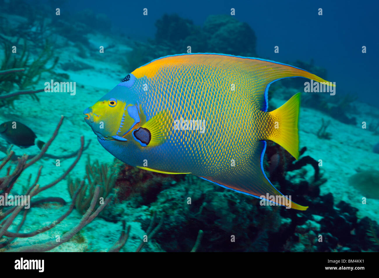 Queen Angelfish, Holacanthus ciliaris, Cozumel, Caribbean Sea, Mexico ...