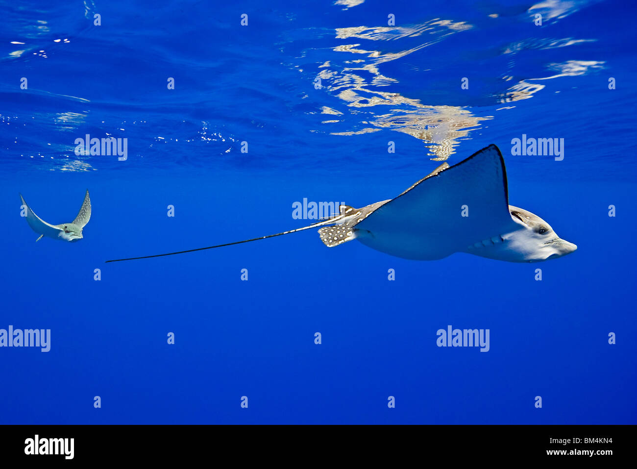 Spotted Eagle Ray, Aetobatus narinari, Kona Coast, Big Island, Hawaii ...