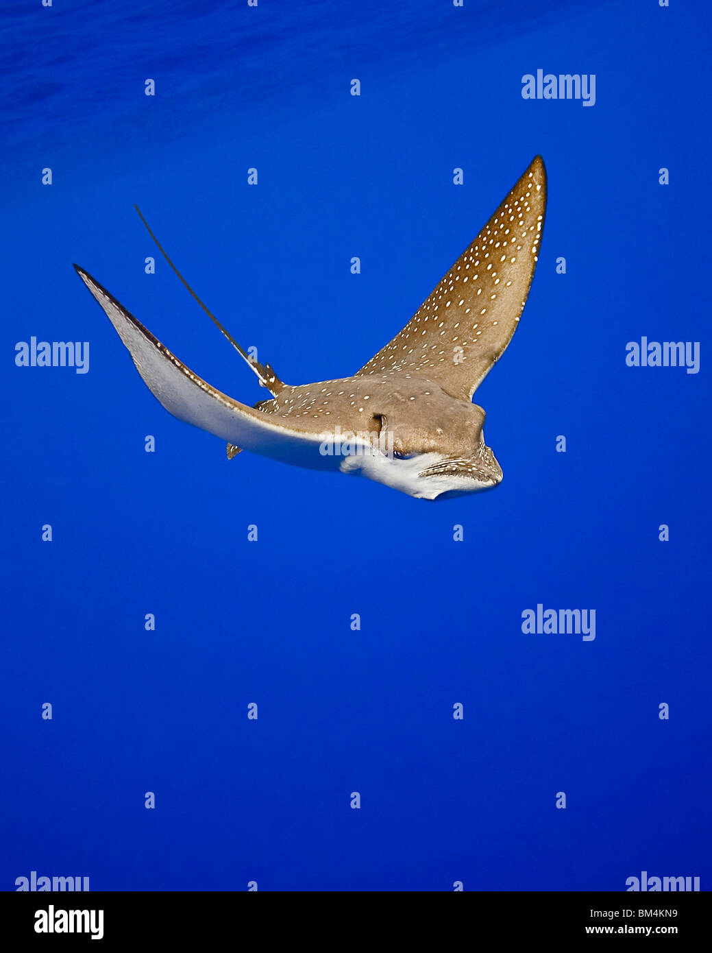 Spotted Eagle Ray, Aetobatus narinari, Kona Coast, Big Island, Hawaii ...