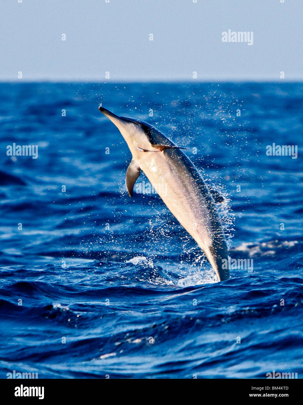 Spinner dolphins jumping hi-res stock photography and images - Alamy