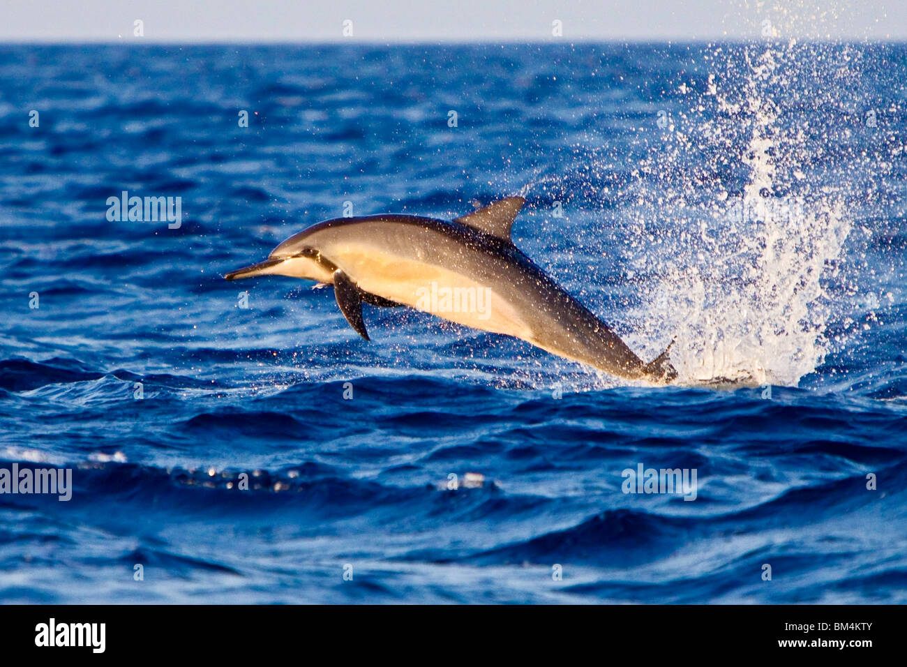 Spinner dolphins hi-res stock photography and images - Alamy