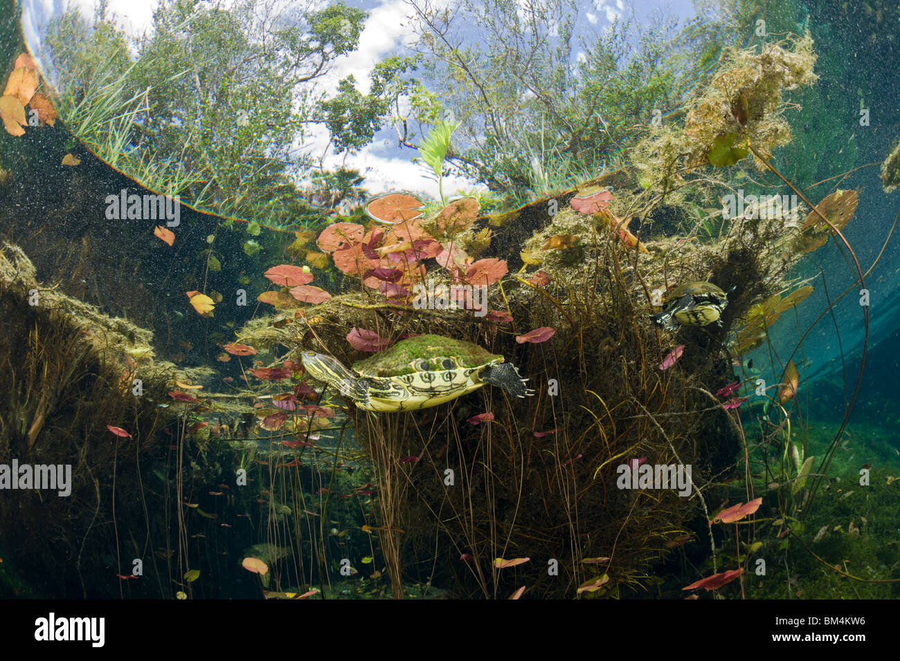 Mesoamerican Slider Turtle in Cenote, Trachemys scripta venusta, Tulum ...
