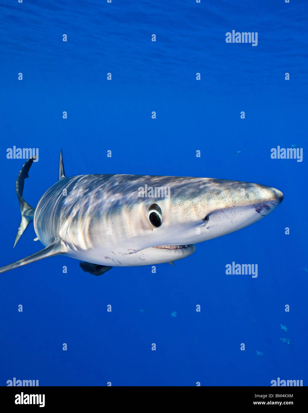 Blue shark hi-res stock photography and images - Alamy
