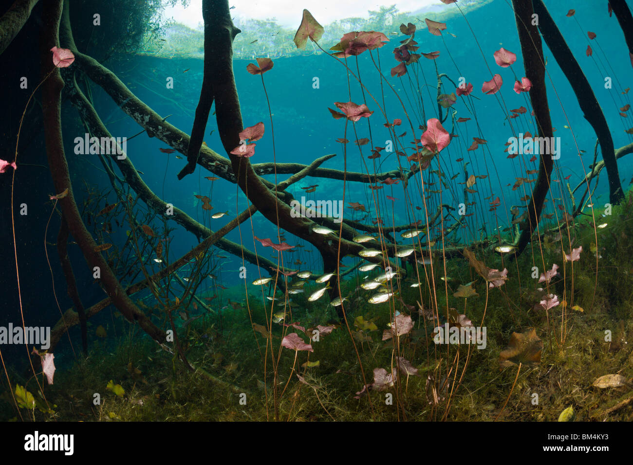 Yucatan peninsula cenote fish hi-res stock photography and images - Alamy