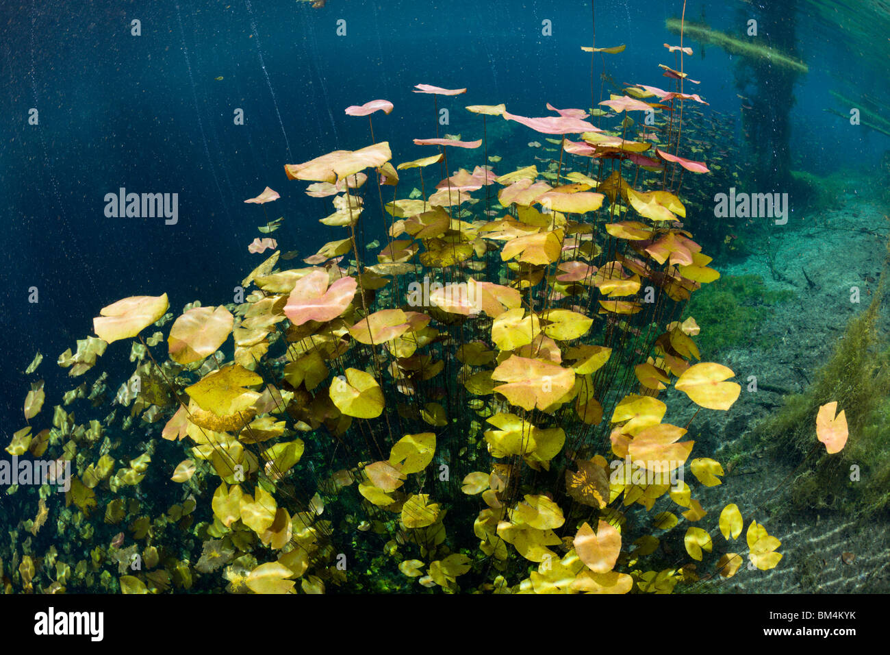 Yucatan cenote flower hi-res stock photography and images - Alamy