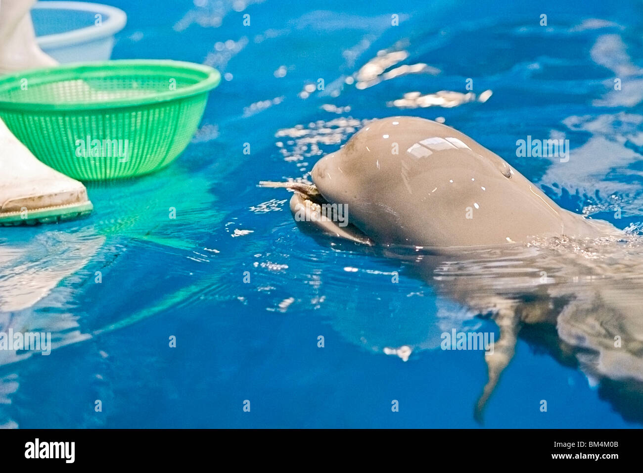 Finless Porpoise, Sunameri in Captivity, Neophocaena phocaenoides, Big ...