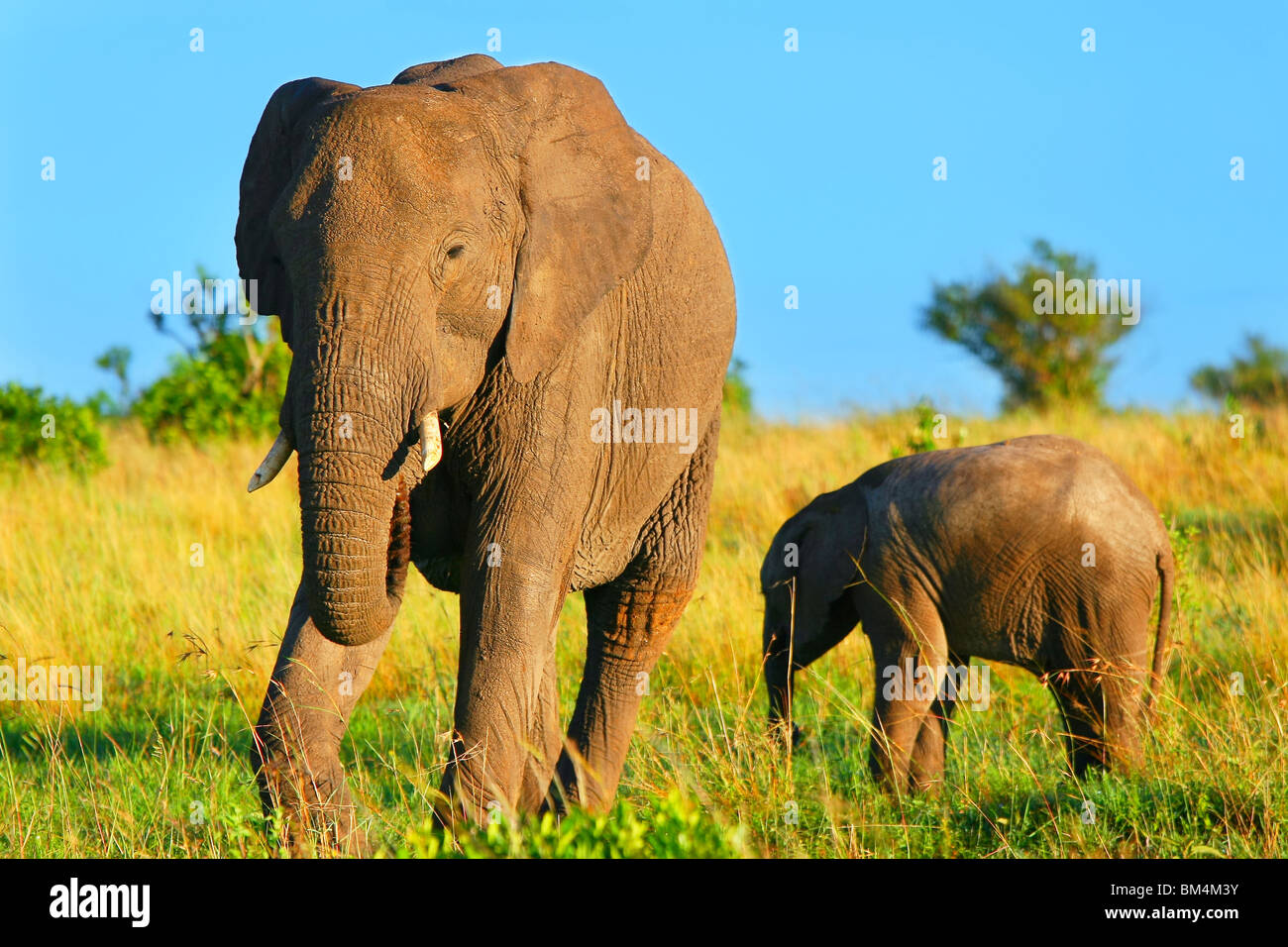 African elephants in habitat hi-res stock photography and images - Alamy
