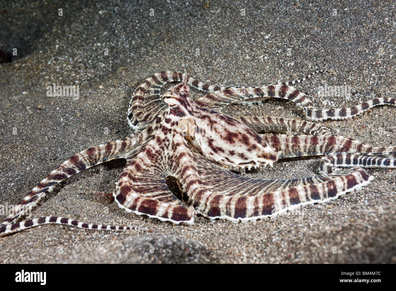 Mimic octopus hi-res stock photography and images - Alamy