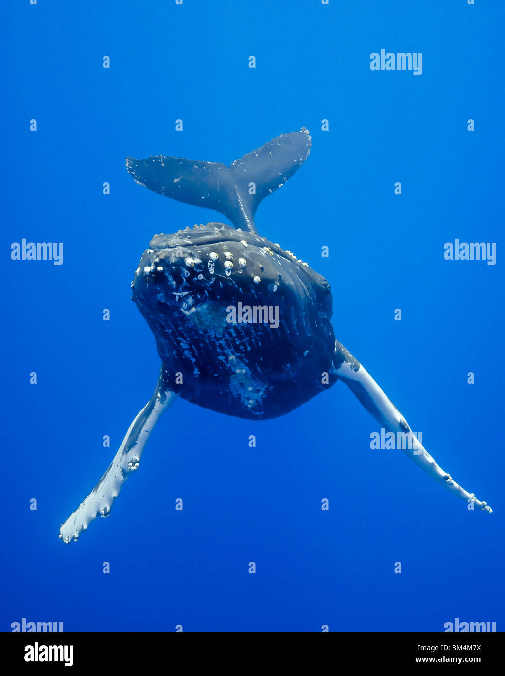 Humpback Whale, Megaptera novaeangliae, Pacific Ocean, Hawaii, USA ...