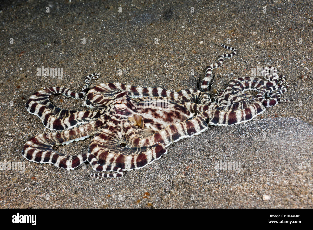 Mimic Octopus, Thaumoctopus mimicus, Lembeh Strait, North Sulawesi ...