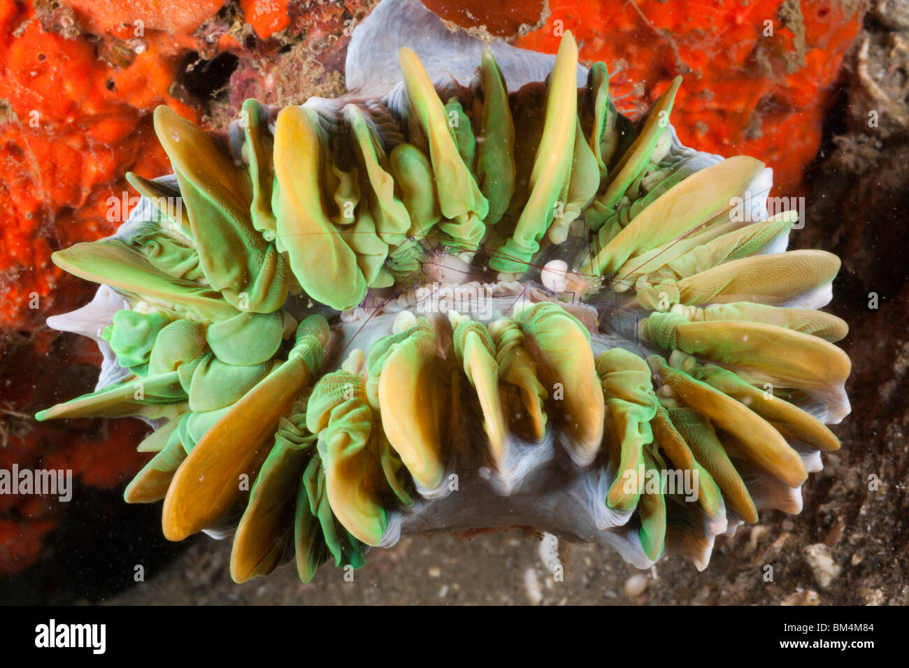 Commensal Shrimp in Bubble Coral, Vir philippinesnsis, Plerogyra sp ...