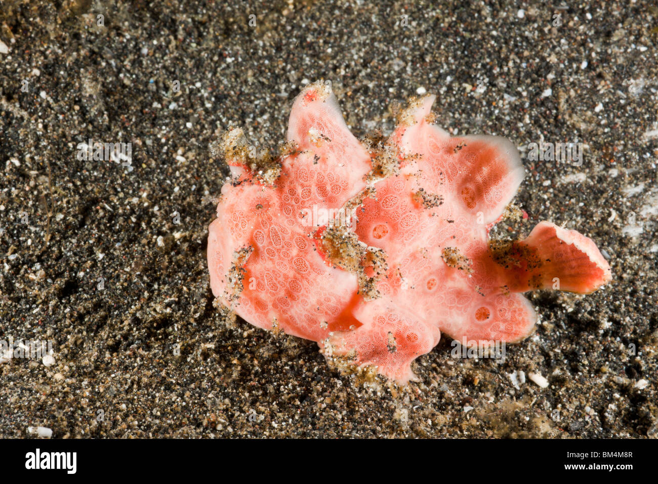 Spotted Frogfish, Antennarius pictus, Lembeh Strait, North Sulawesi ...