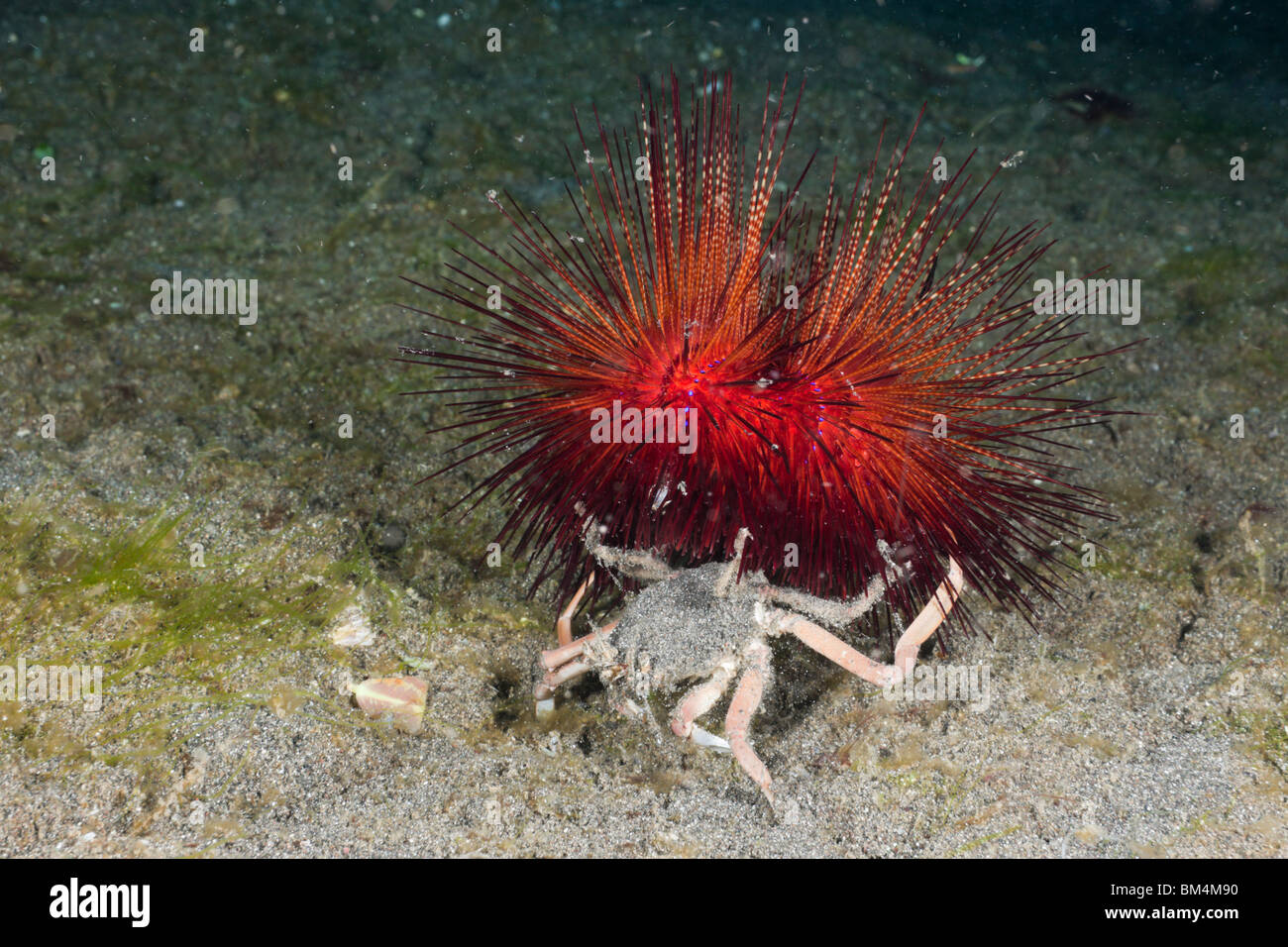Carry Crab holding False Fire Sea Urchin, Dorripe frascone, Astropyga ...