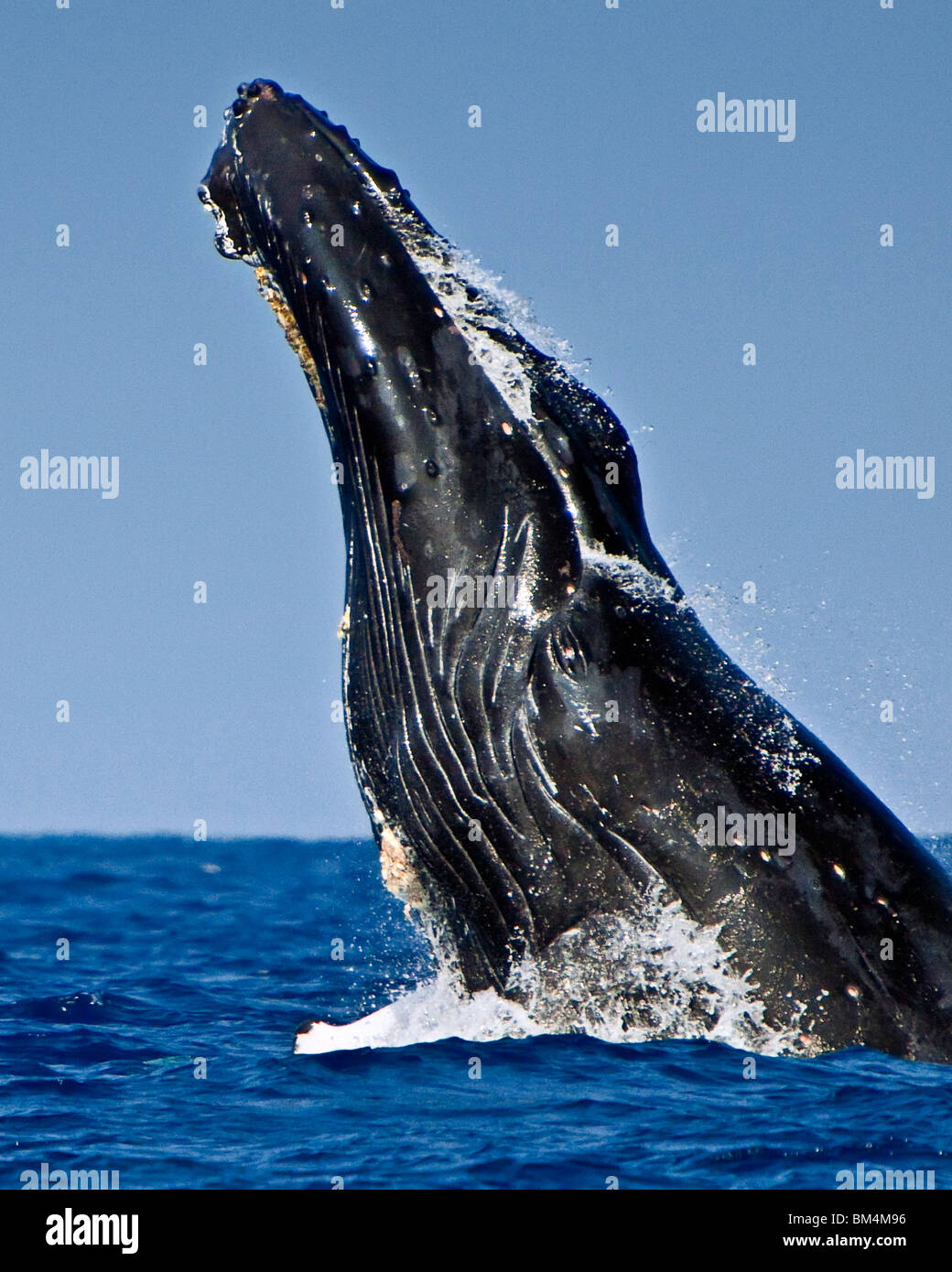 Humpback whale breach pacific hi-res stock photography and images - Alamy