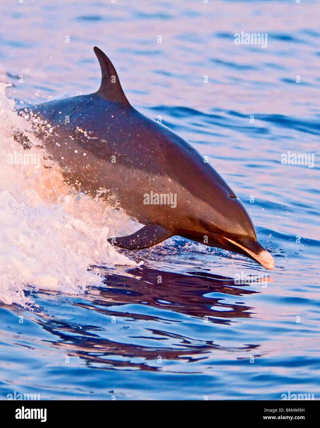 Pantropical Spotted Dolphin, Stenella attenuata, Pacific Ocean, Hawaii ...
