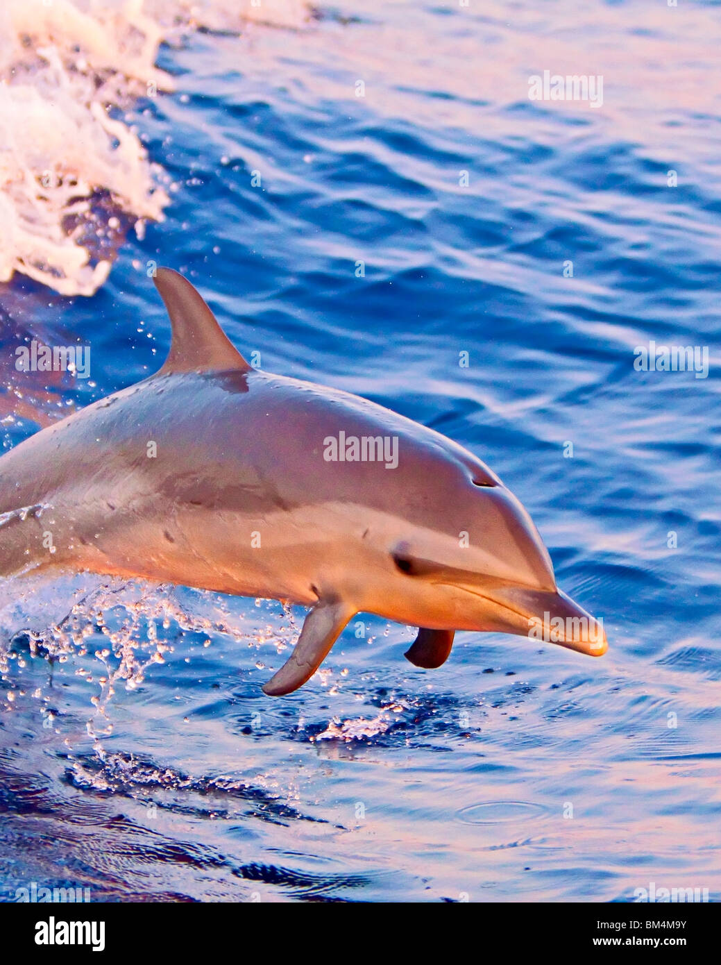 Pantropical Spotted Dolphin, Stenella attenuata, Pacific Ocean, Hawaii ...