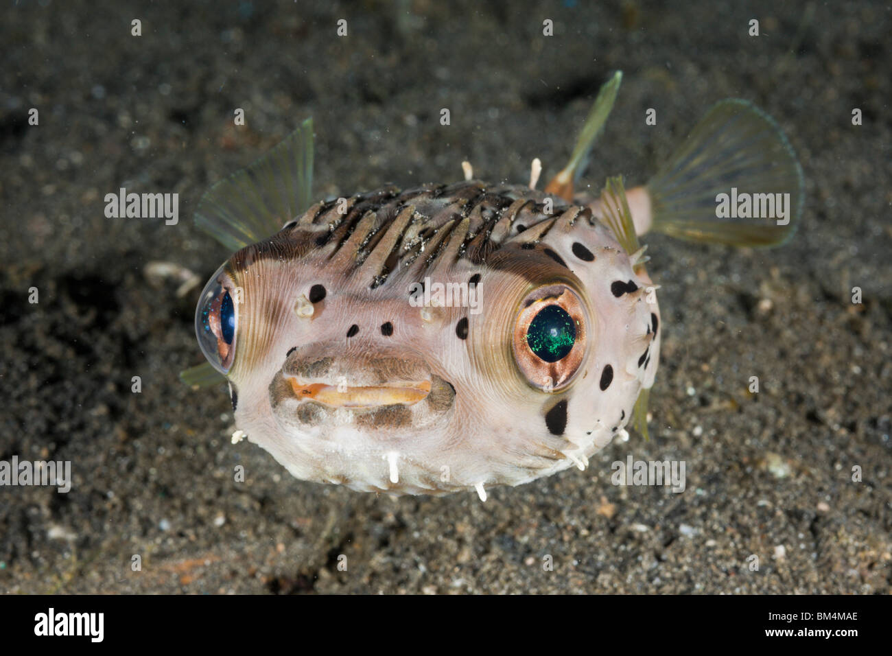 Diodon holocanthus hi-res stock photography and images - Alamy