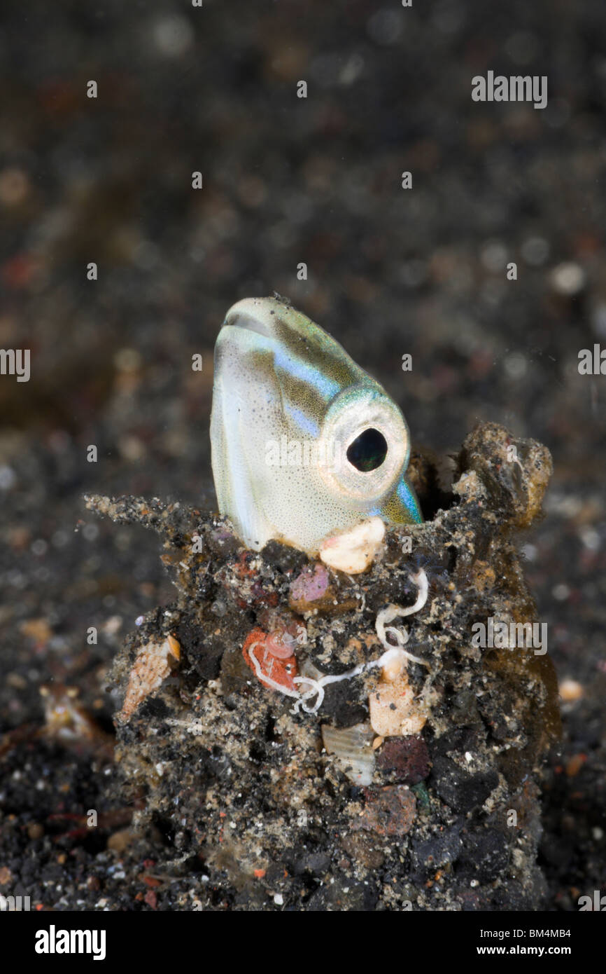 Snake Blenny, Xiphasia setifer, Lembeh Strait, North Sulawesi ...