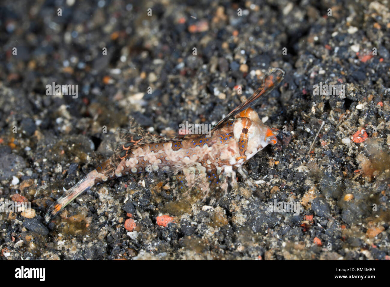Fingered Dragonet, Dactylopus dactylopus, Lembeh Strait, North Sulawesi ...