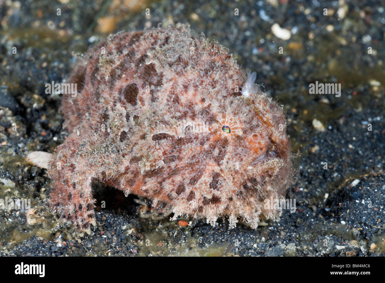 Hispid Frogfish, Antennarius hispidus, Lembeh Strait, North Sulawesi ...
