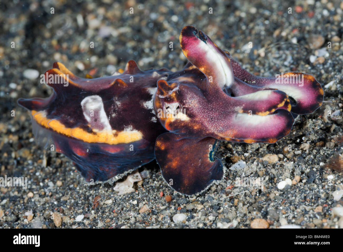 Flamboyant Cuttlefish, Metasepia pfefferi, Lembeh Strait, North ...