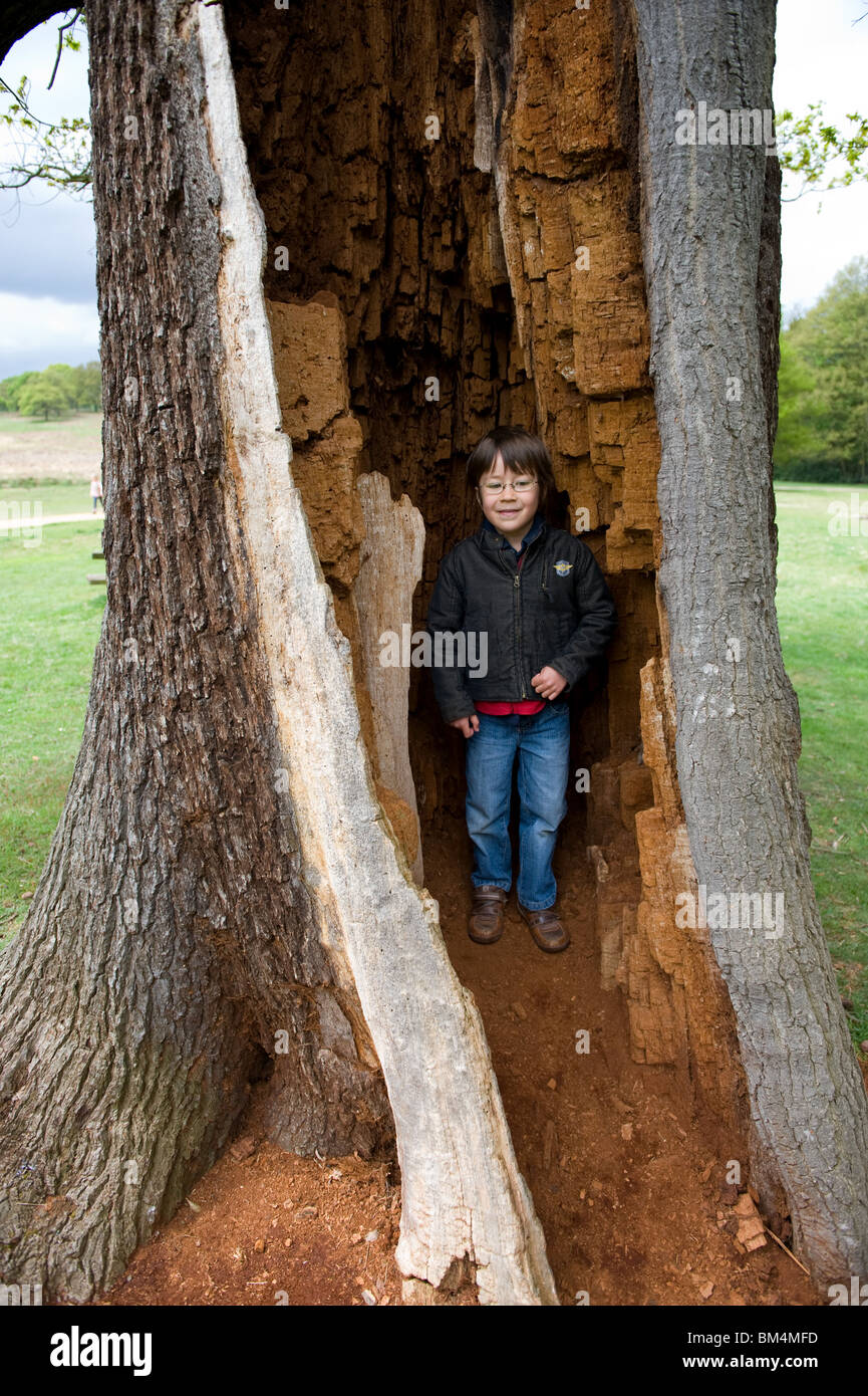 A young boy stands inside the trunk of an old oak tree in Richmond Park ...