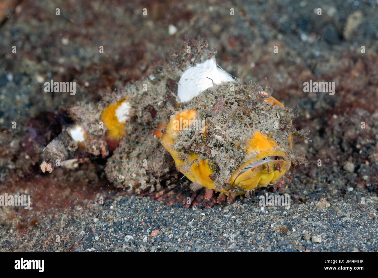 Erosa Stonefish, Erosa erosa, Lembeh Strait, North Sulawesi, Indonesia ...