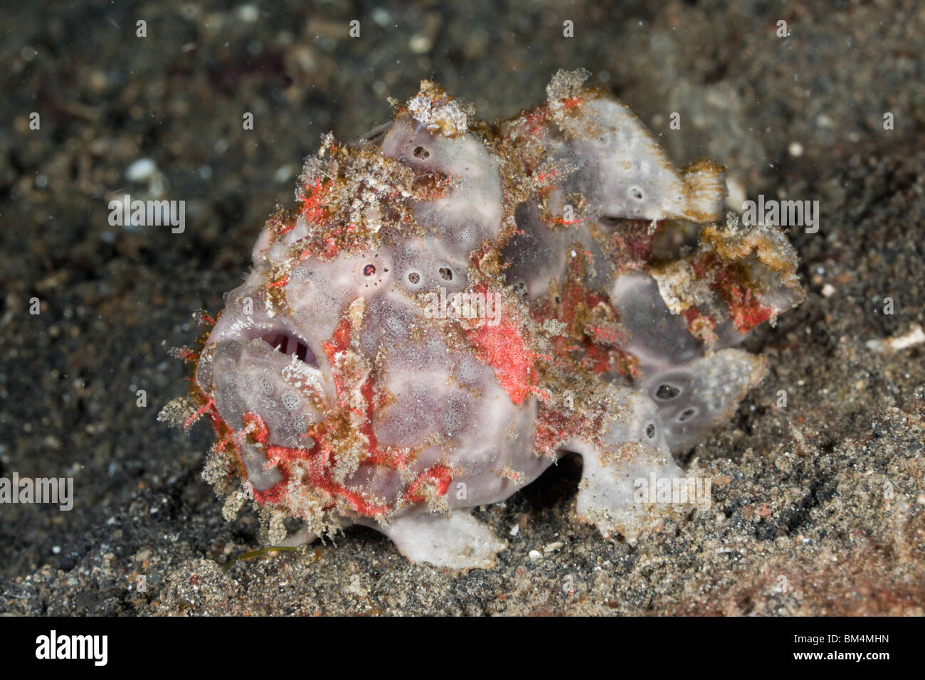 Warty Frogfish, Antennarius maculatus, Lembeh Strait, North Sulawesi ...