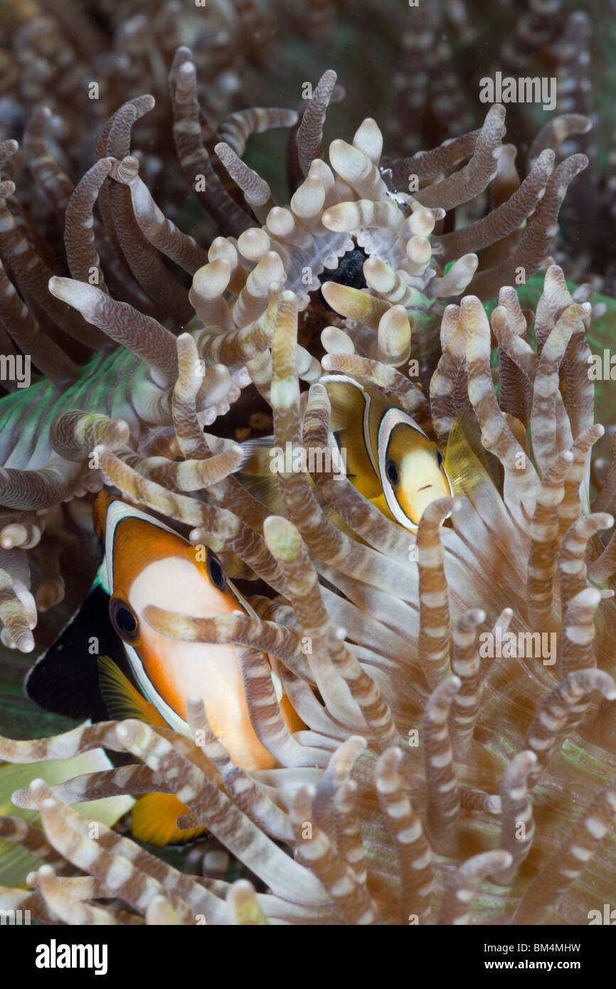 Clarks Anemonefish, Amphiprion clarkii, Lembeh Strait, North Sulawesi ...