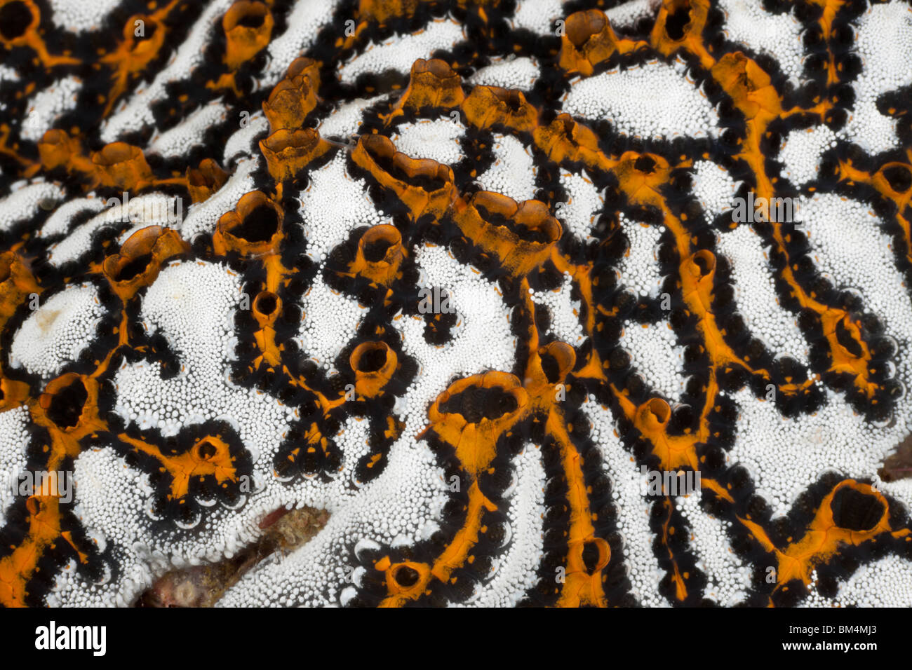 Urochordata hi-res stock photography and images - Alamy