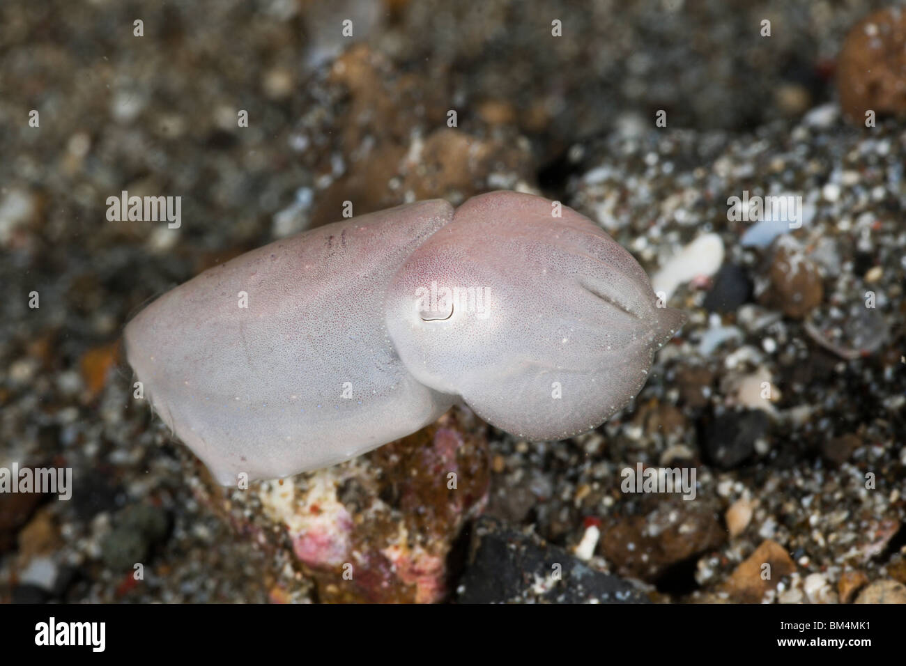 Baby Dwarf Cuttlefish