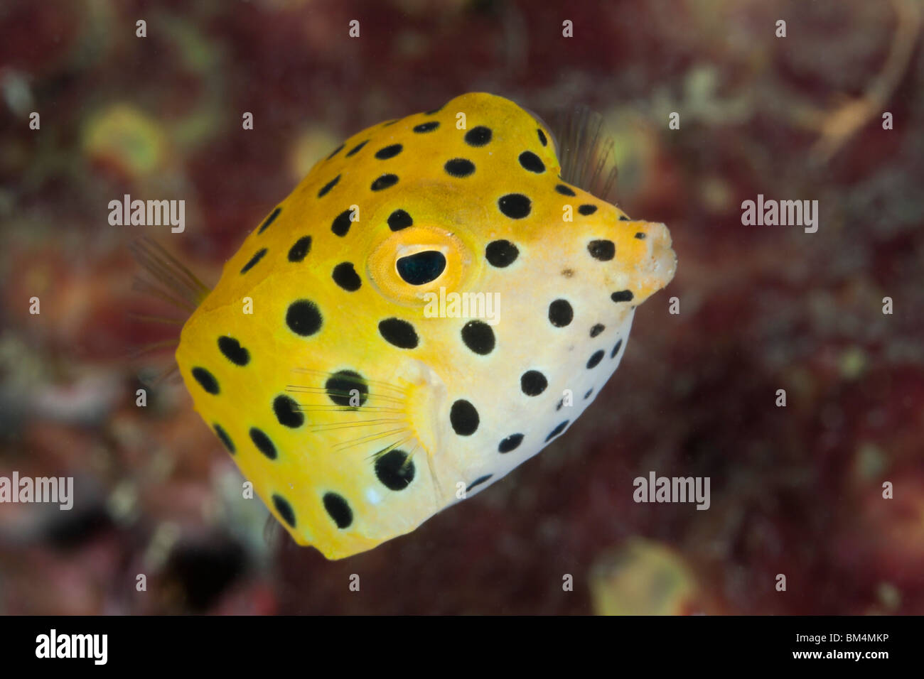 Juvenile trunkfish hi-res stock photography and images - Alamy