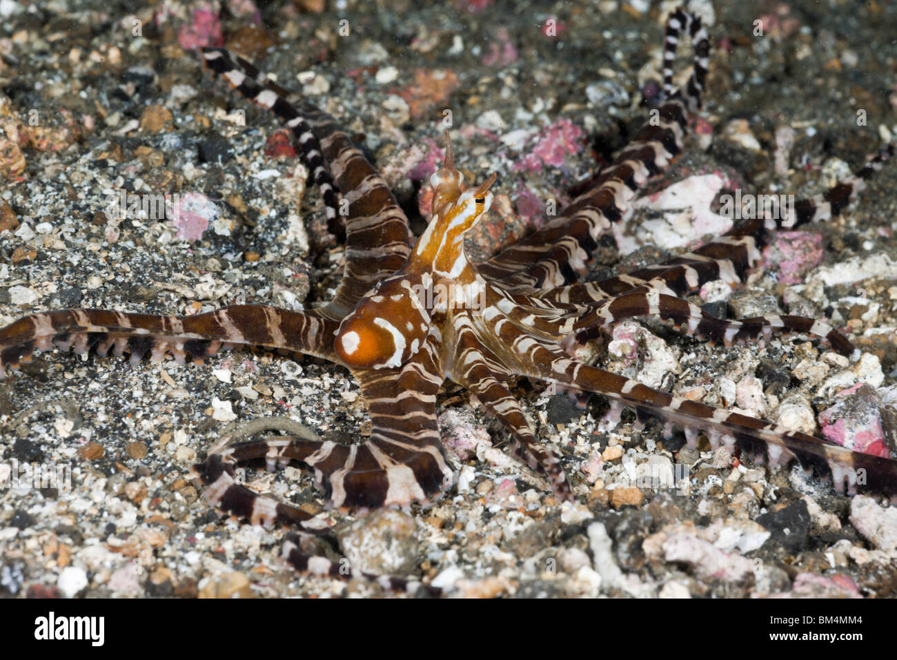 Wonderpus Octopus, Wunderpus photogenicus, Lembeh Strait, North ...